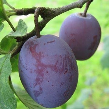 Quand cueillir les quetsches