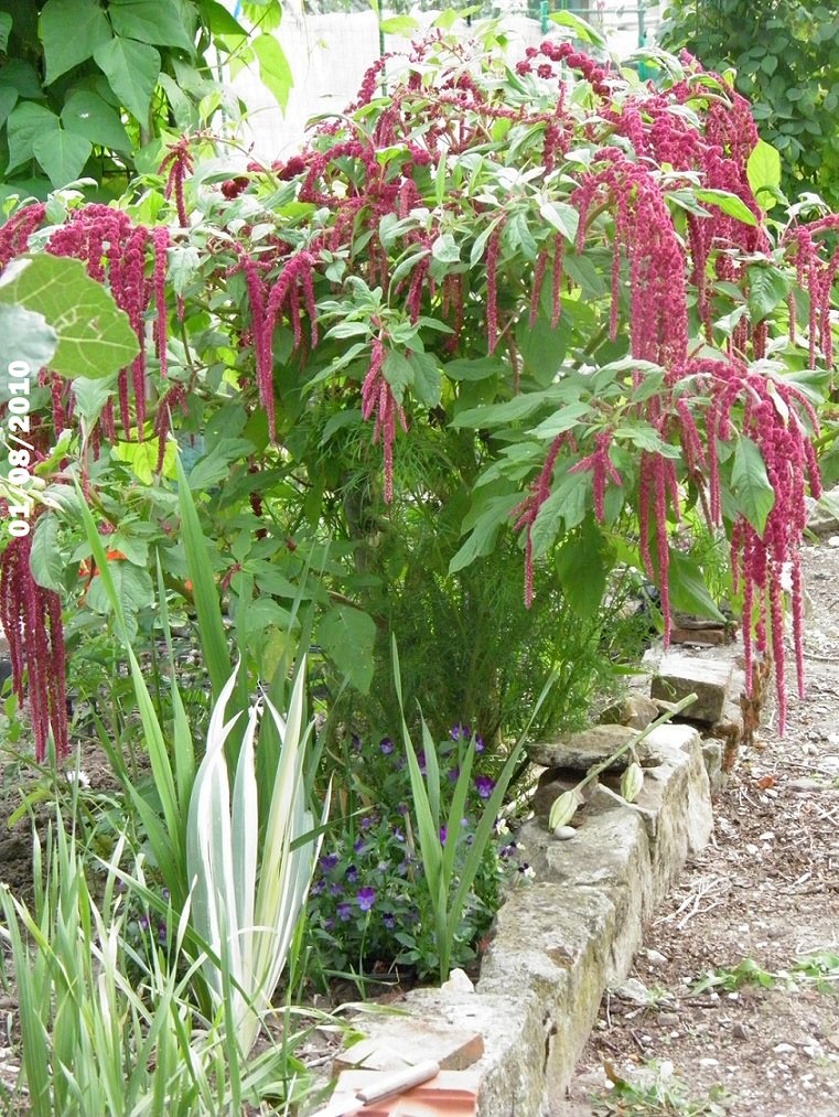 Amarante - Queue de renard