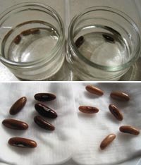 Haricots : comment réussir la germination des graines