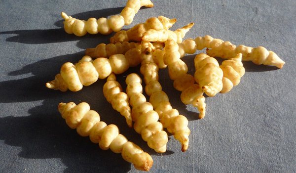 Classification des légumes : les légumes tubercules