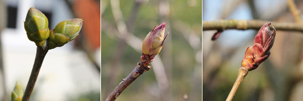 Les bourgeons, dormance et débourrement des plantes