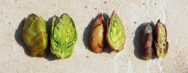 Les bourgeons, dormance et débourrement des plantes