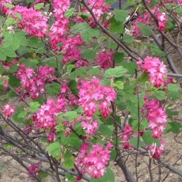 Groseillier à fleurs - Ribes sanguineum