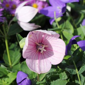 Platycodon grandiflorus 'Perlmutterschale' - Fleur ballon