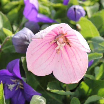 Platycodon grandiflorus 'Perlmutterschale' - Fleur ballon