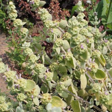 Ballota pseudodictamnus - Ballote