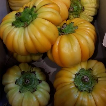 Jacato - Solanum aethiopicum