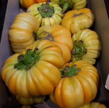 Jacato - Solanum aethiopicum