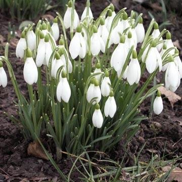 Quand planter les perce-neige