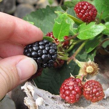 Mûre - Rubus fruticosus