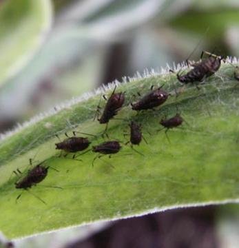 Puceron Noir Dans La Maison | Ventana Blog