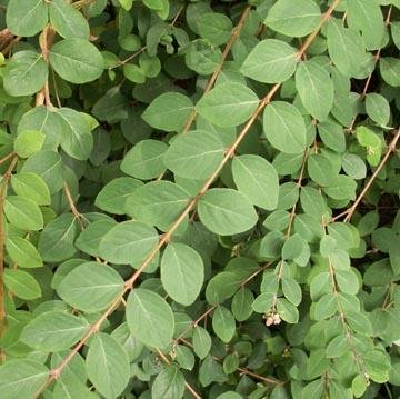 Symphorine - Symphoricarpos - Symphoricarpus
