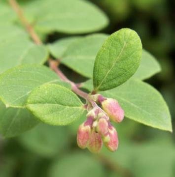 Symphorine - Symphoricarpos - Symphoricarpus