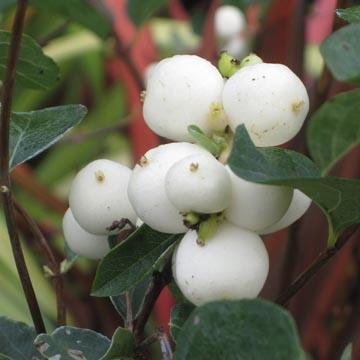 Symphorine - Symphoricarpos - Symphoricarpus