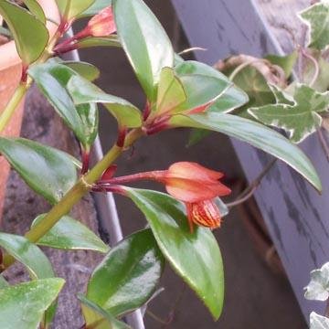 Nematanthus - Plante Poisson Rouge - Hypocyrta