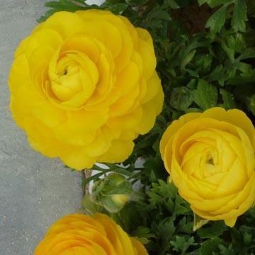 Renoncule - Ranunculus