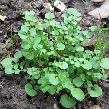 Cardamine hirsute - Cressonnette
