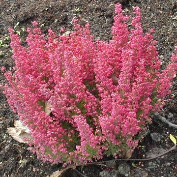 Bruyère - Erica - Calluna