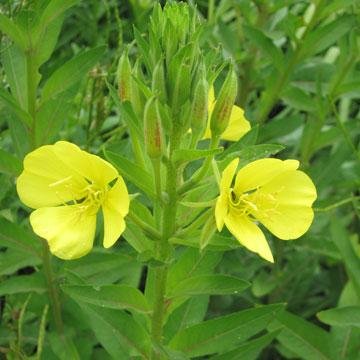 Onagre bisannuelle - Oenothera biennis