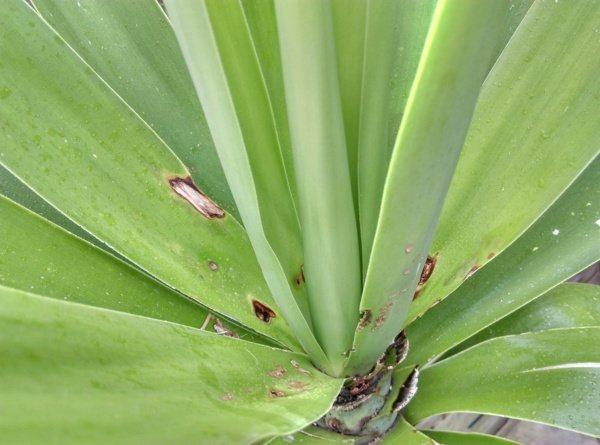 Yucca malade (mars 2019) | Forum jardinage