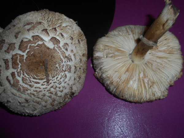 CHAMPIGONS | Forum jardinage