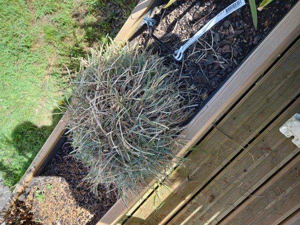 ficina trincata | Forum jardinage