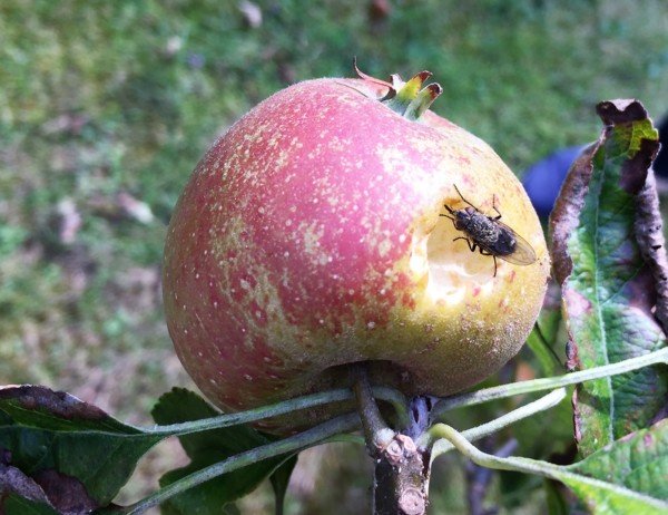 Des mouches mangent mes pommes Help !!!! | Forum jardinage