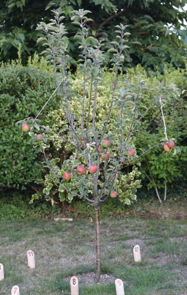 Taille de formation jeune Pommier | Forum jardinage