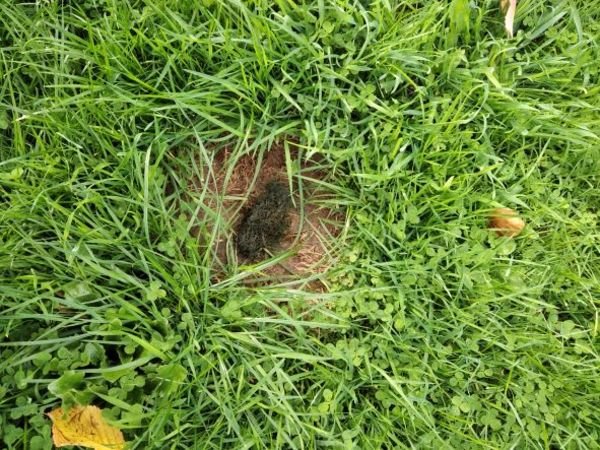 Ce trou pourrait-il être dû à un hérisson ? | Forum jardinage