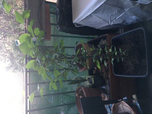 prunier colonnaire | Forum jardinage