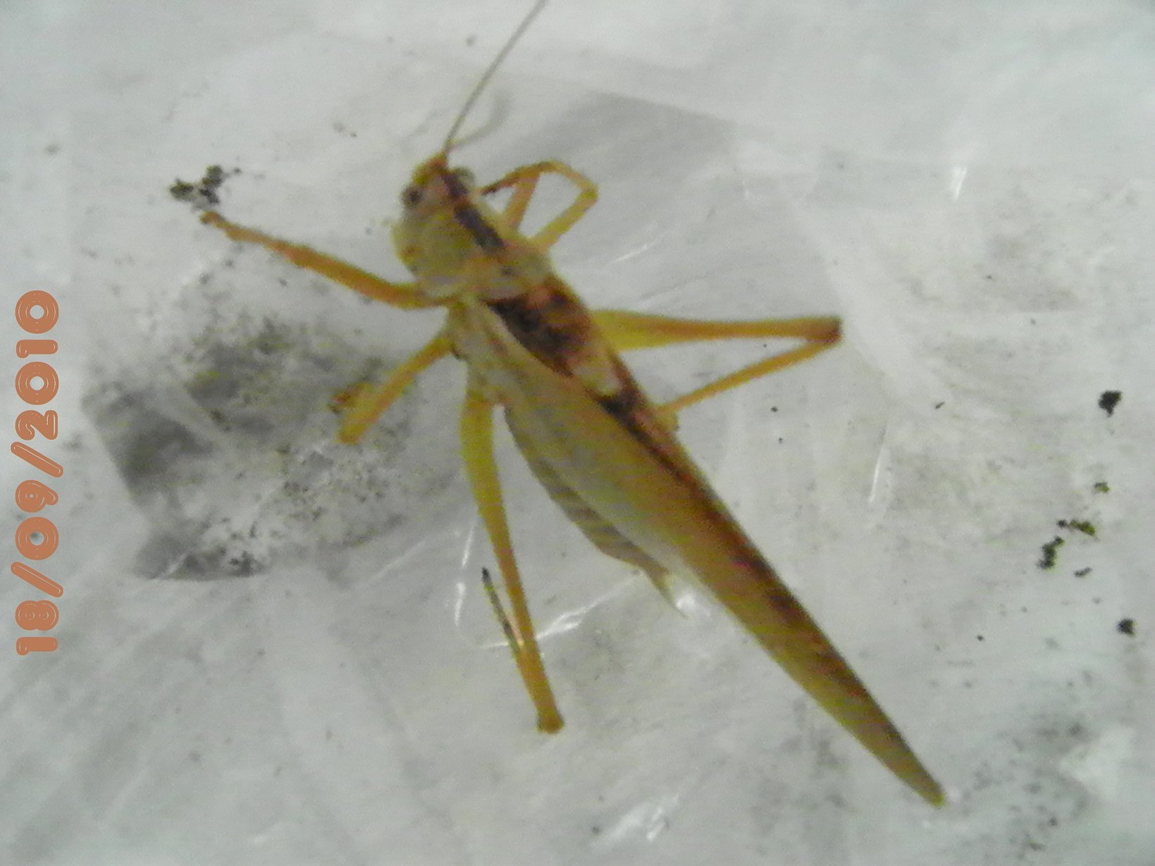 Bestiole de la semaine . . . | Forum jardinage