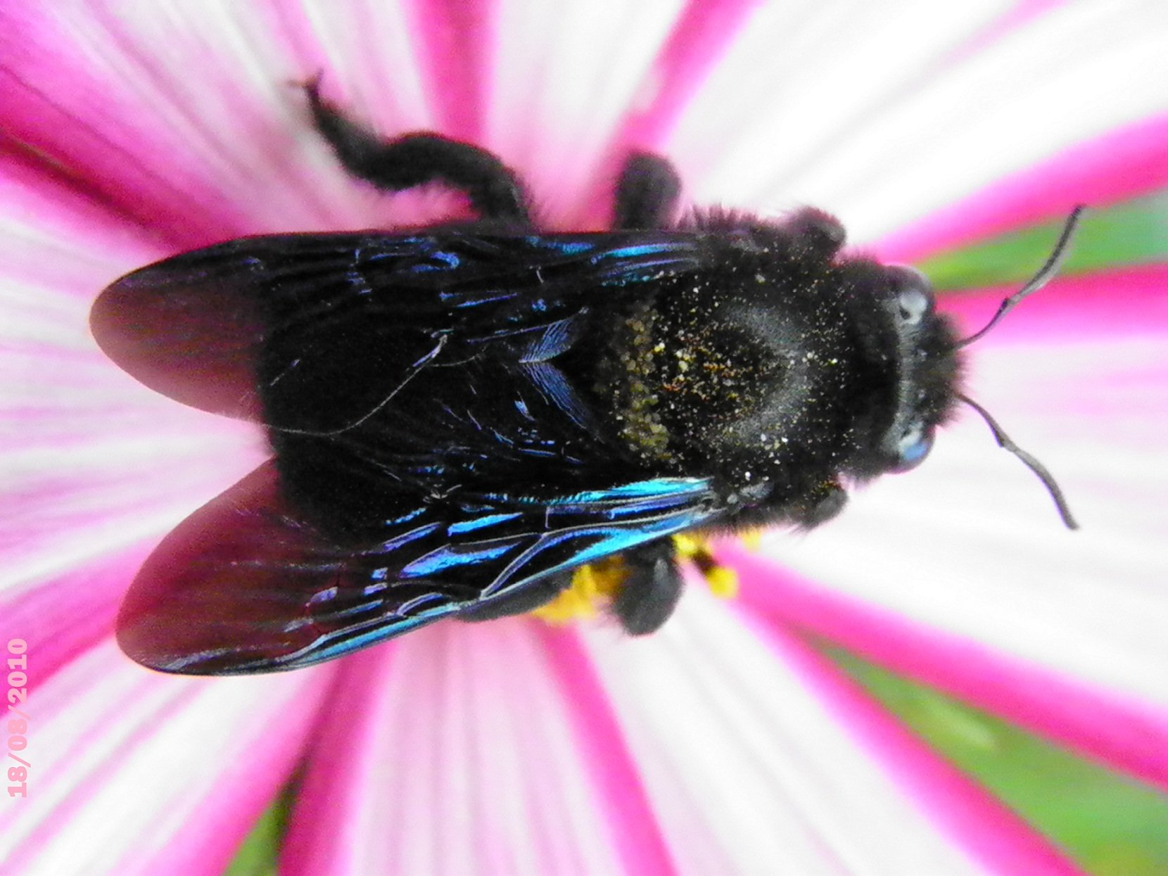 Bestiole de la semaine . . . | Forum jardinage