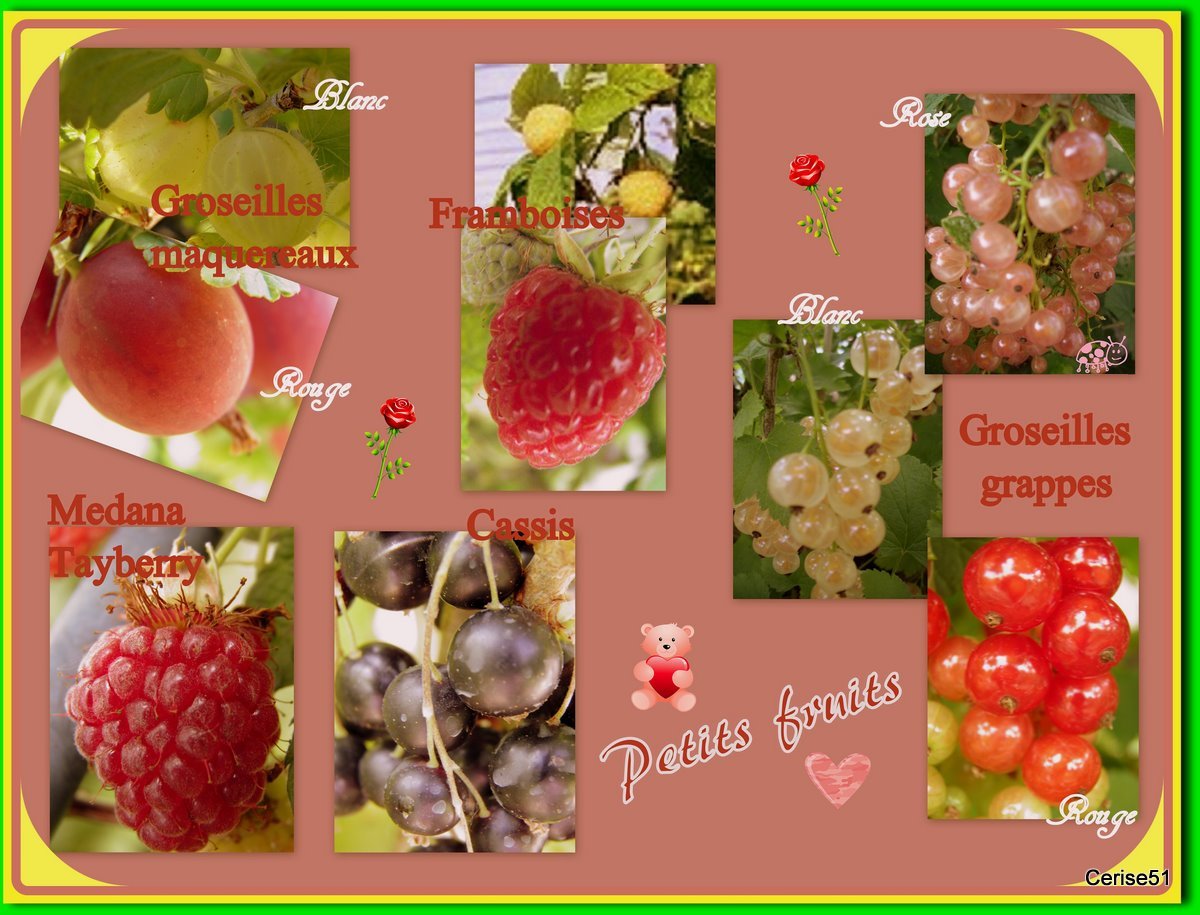 Petits fruits (Page 2) | Forum jardinage