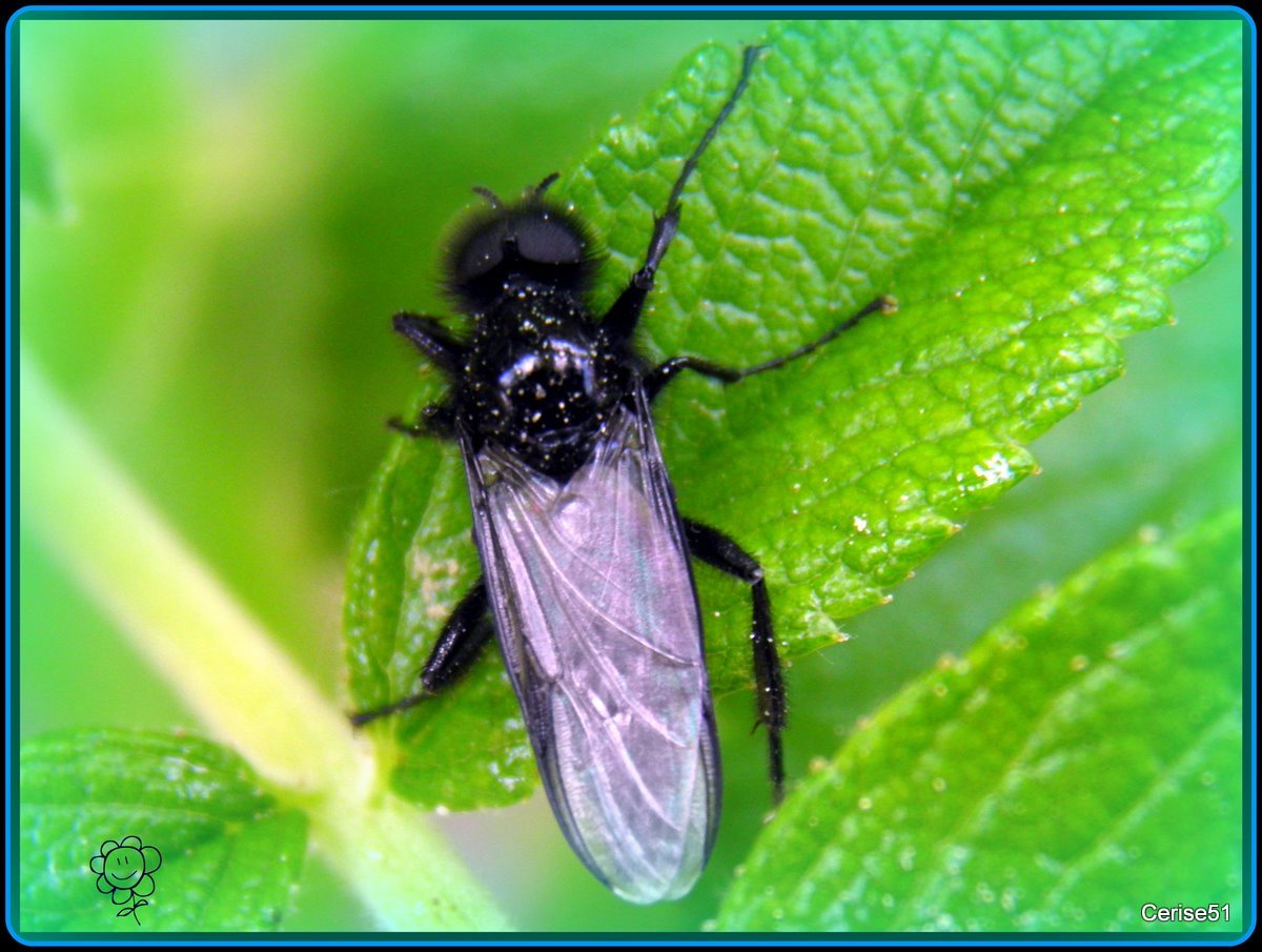 Insecte noir . . . | Forum jardinage