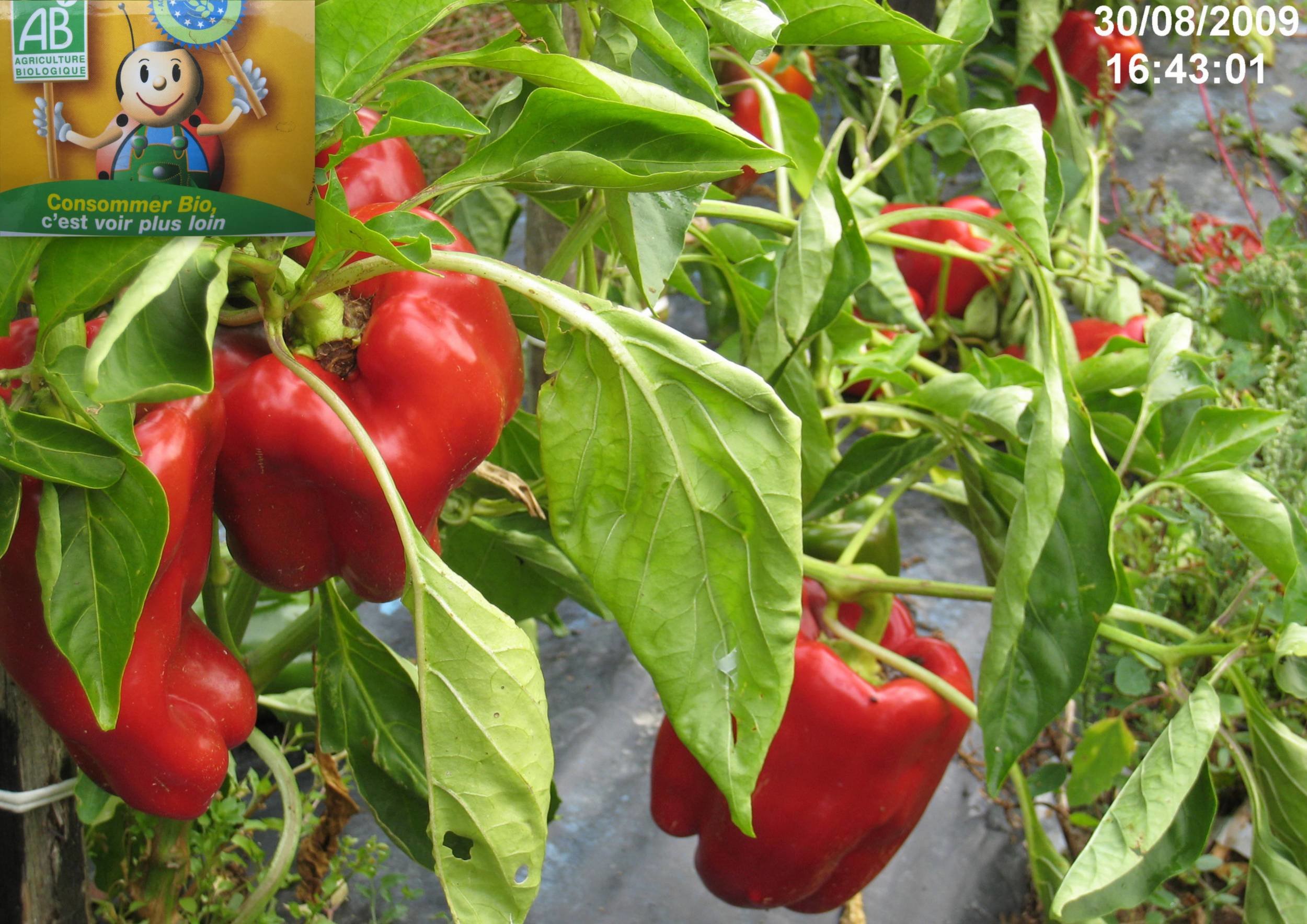 POIVRONS ROUGES | Forum jardinage