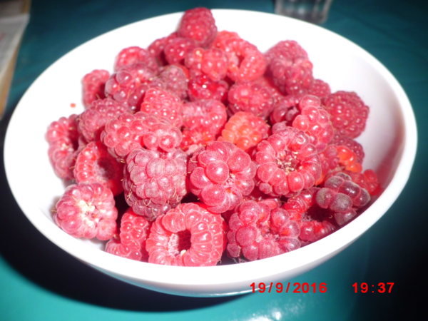 cassis,groseilles,framboises | Forum jardinage