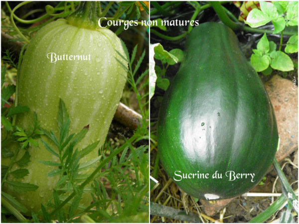 courge (novembre 2016) | Forum jardinage