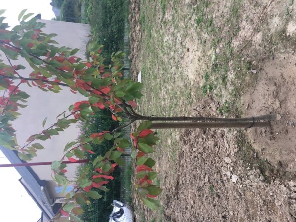 mes feuilles de cerisiers deviennent rouge | Forum jardinage